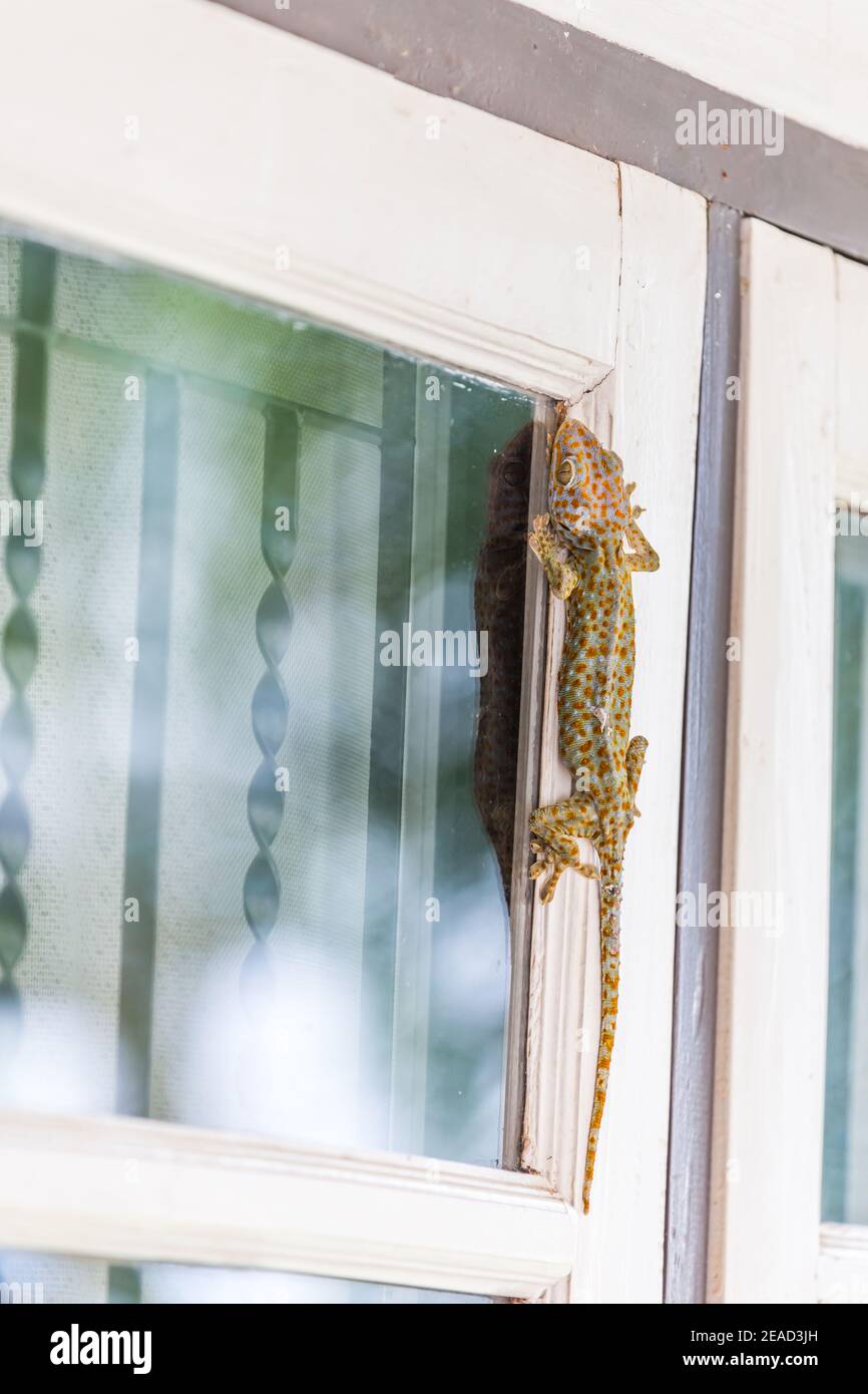 Gecko climbing on the windows Stock Photo - Alamy