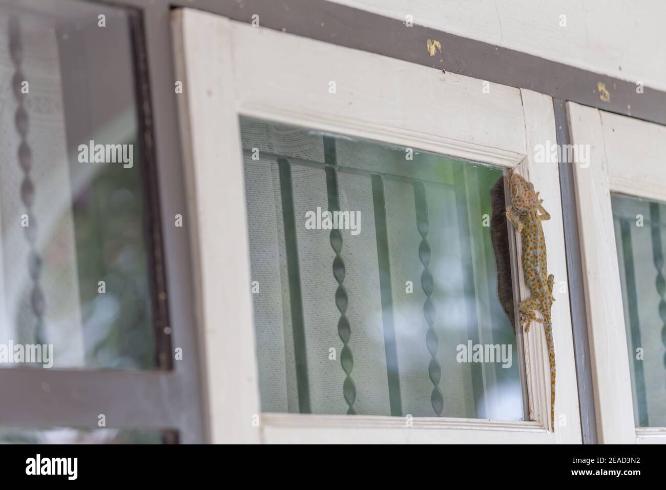 Gecko climbing on the windows Stock Photo - Alamy