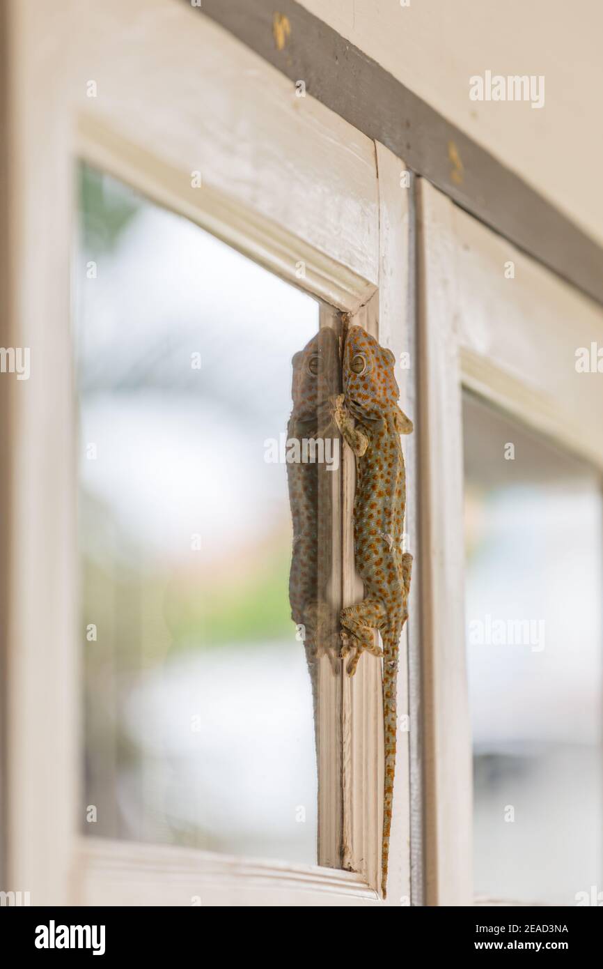 Gecko climbing on the windows Stock Photo - Alamy