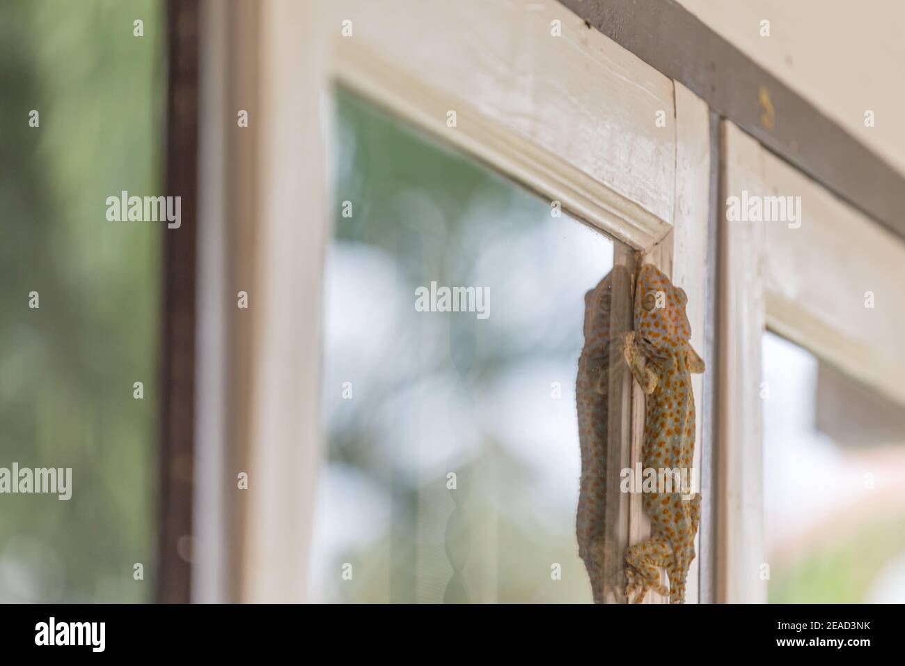 Gecko climbing on the windows Stock Photo - Alamy