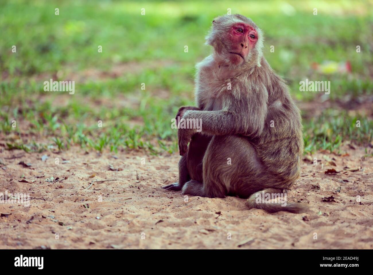 Bald monkey hi-res stock photography and images - Alamy