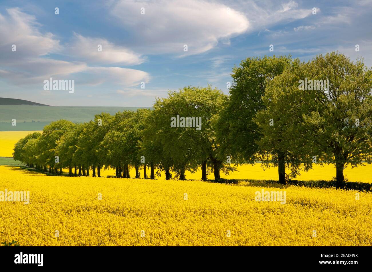Rapeseed village uk hi-res stock photography and images - Alamy