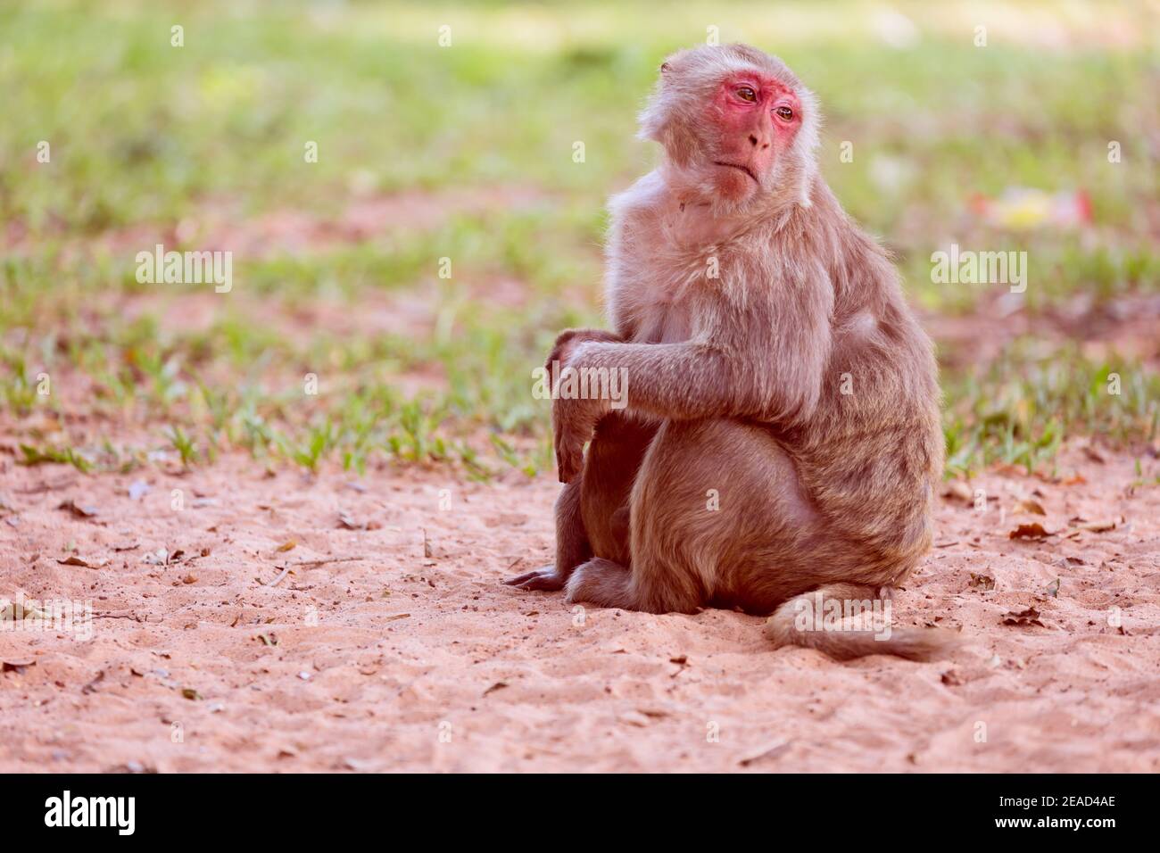 Bald monkey hi-res stock photography and images - Alamy