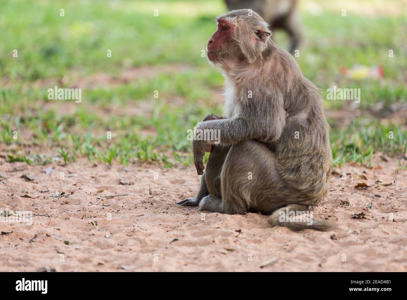 Lone monkey sitting on the grass and looking for friend Stock Photo - Alamy