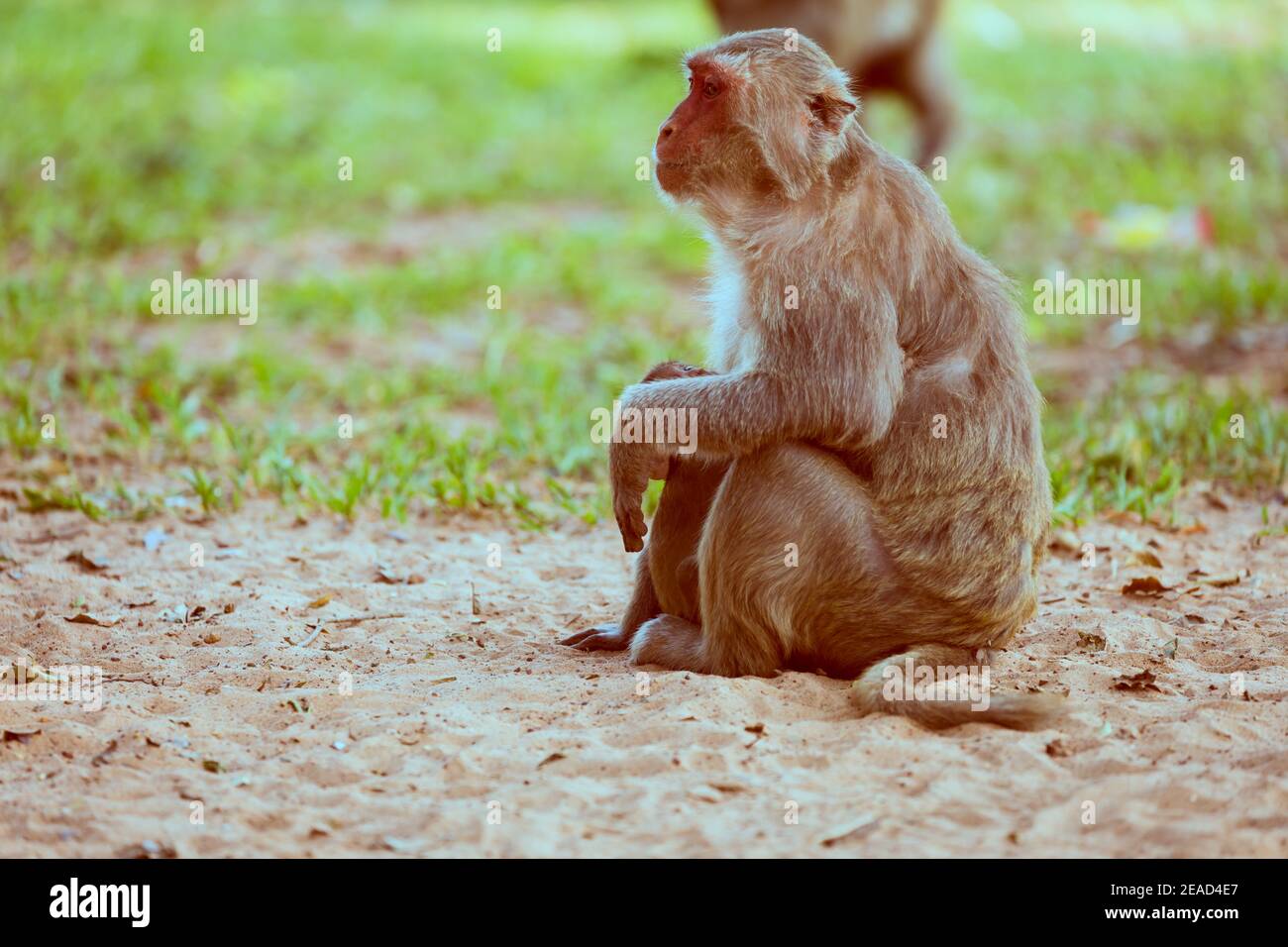 Monkey looking friend sad hi-res stock photography and images - Alamy
