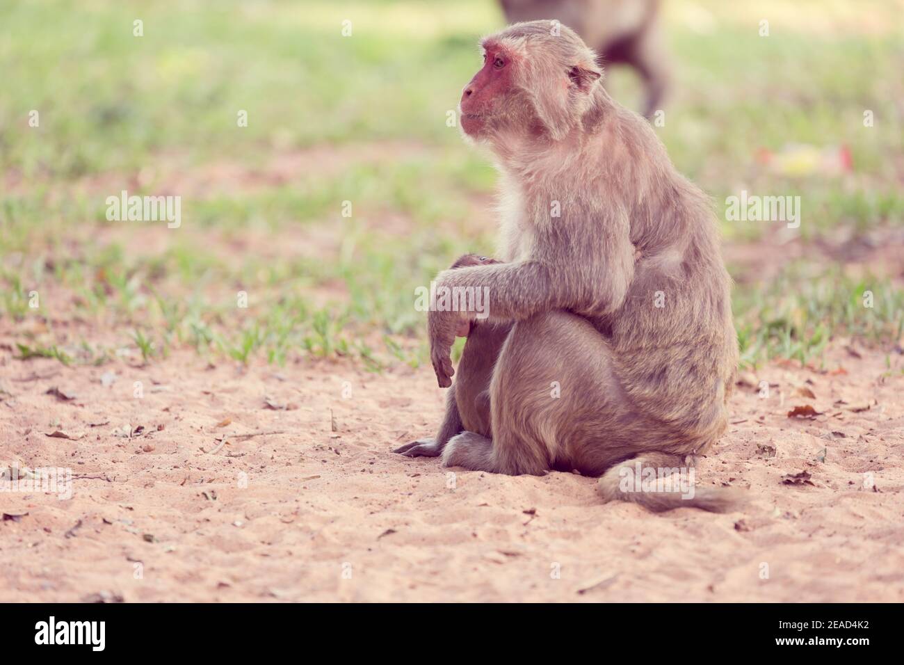 Funny monkey look fingers hi-res stock photography and images - Alamy