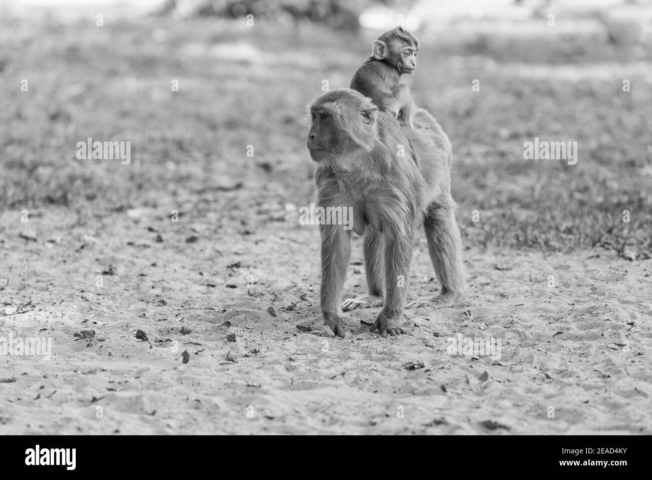 Young ape,monkey on the back of it's mother in the monkey park Stock ...