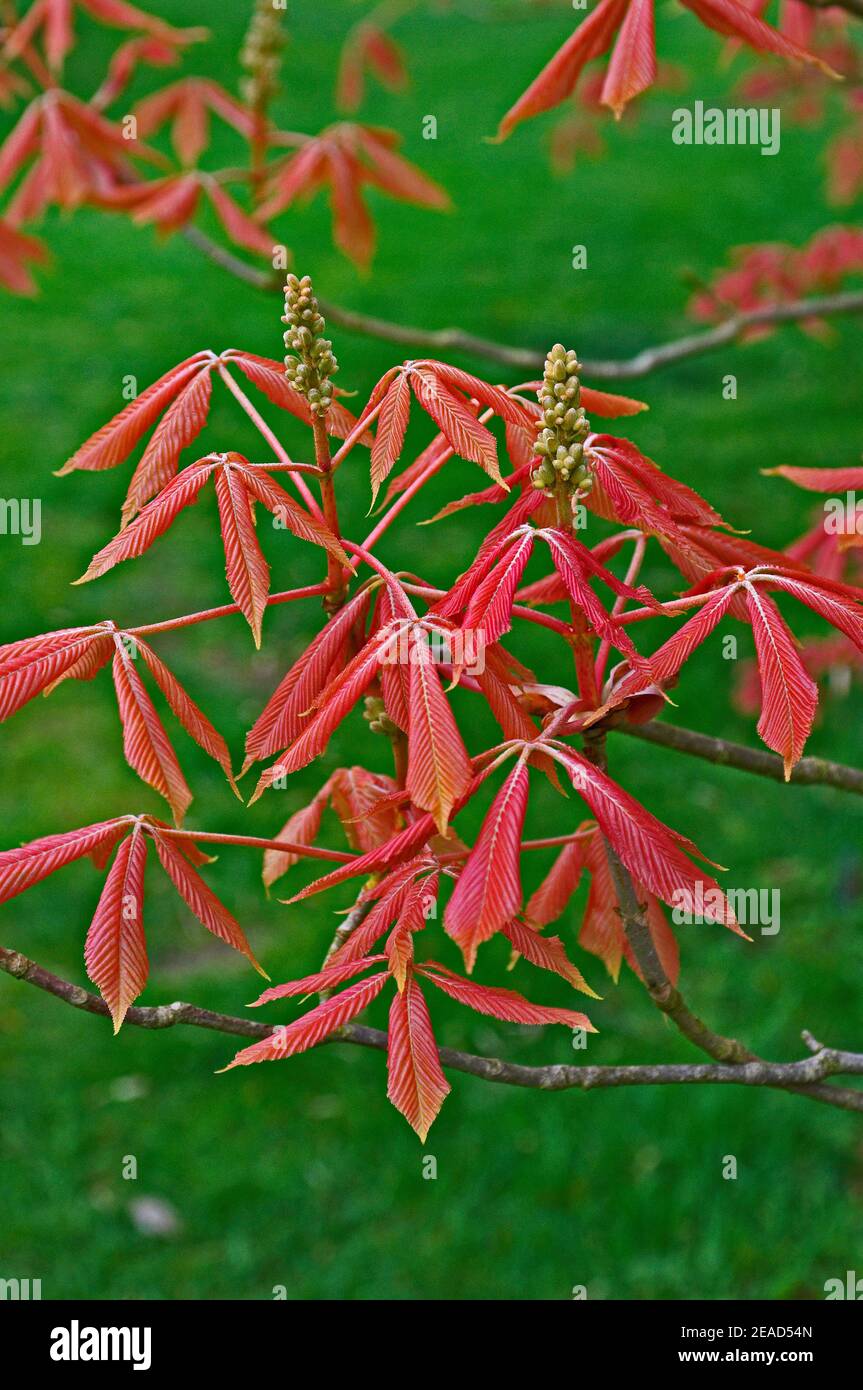 Aesculus x hi-res stock photography and images - Alamy