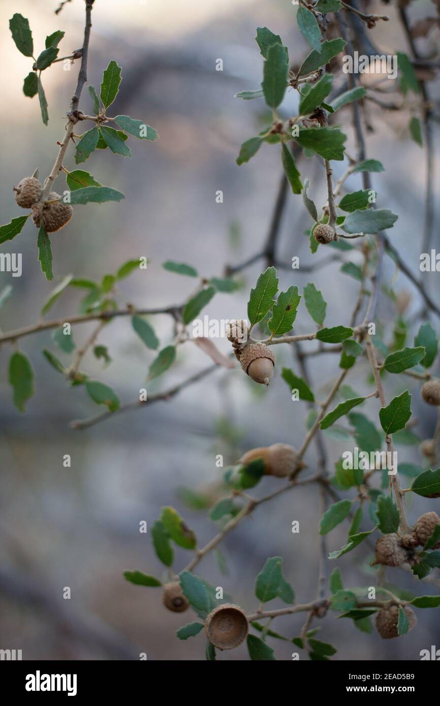 Acorn nut fruit, California Scrub Oak, Quercus Berberidifolia, Fagaceae ...