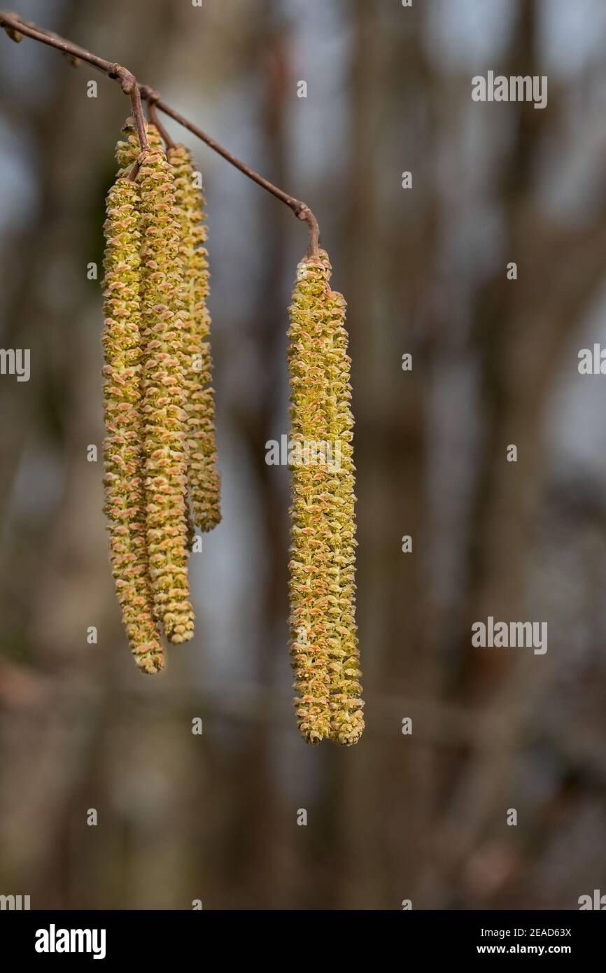 the hazelnut is one of the first bushes to bloom in spring Stock Photo ...