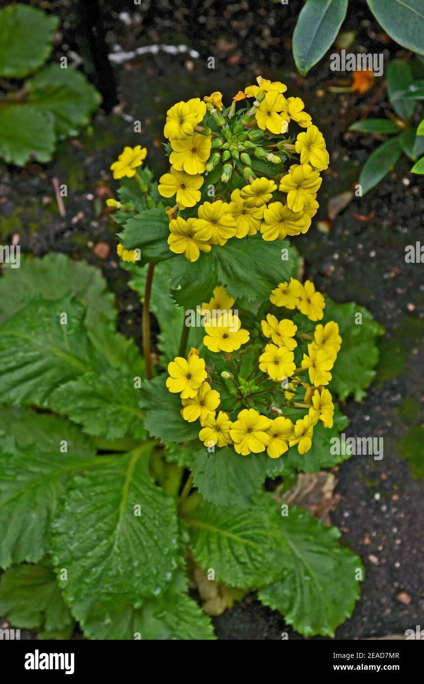 Kewensis hi-res stock photography and images - Alamy