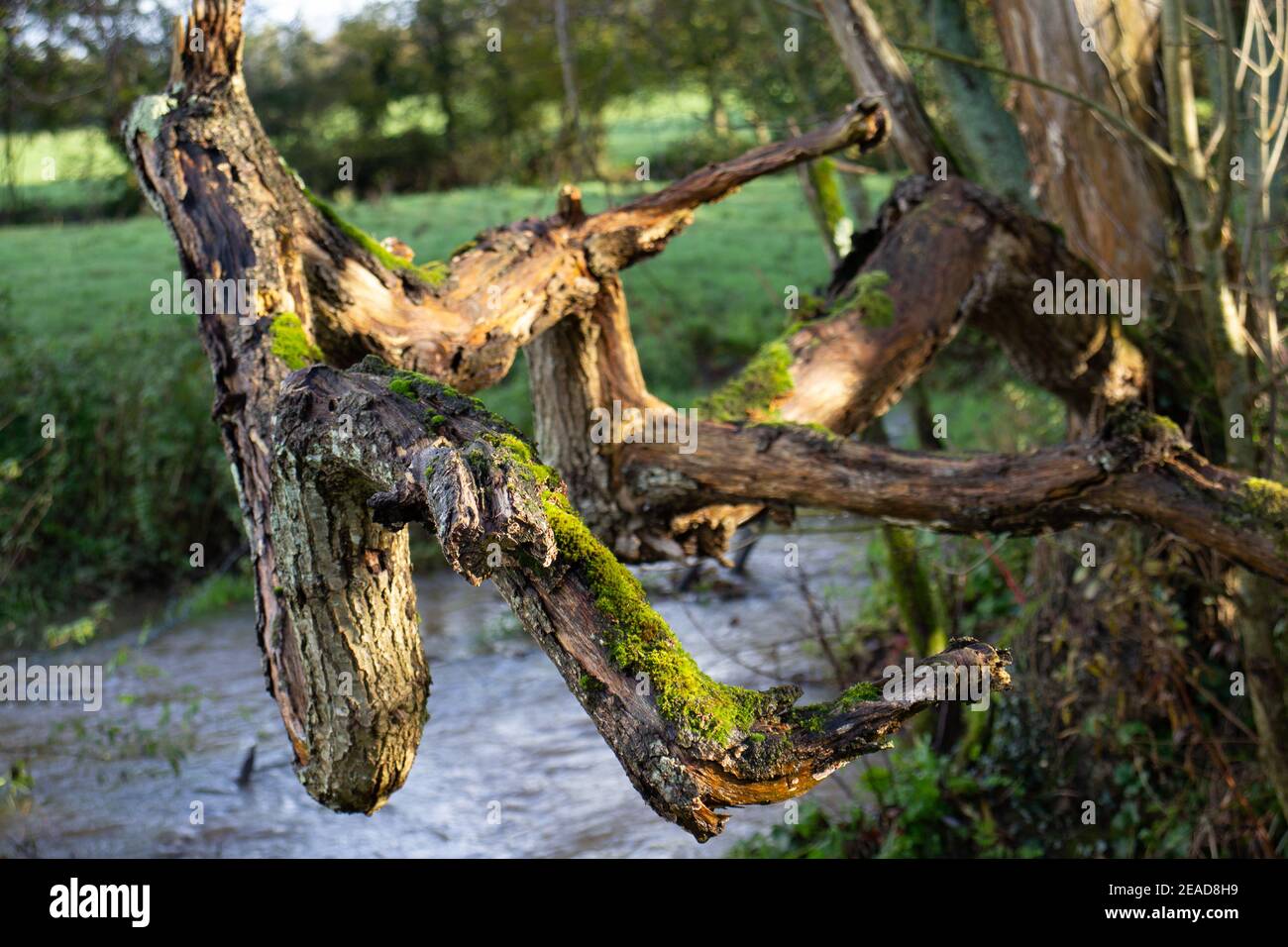 close up of dead and decaying old tree branches leaning over a river ...