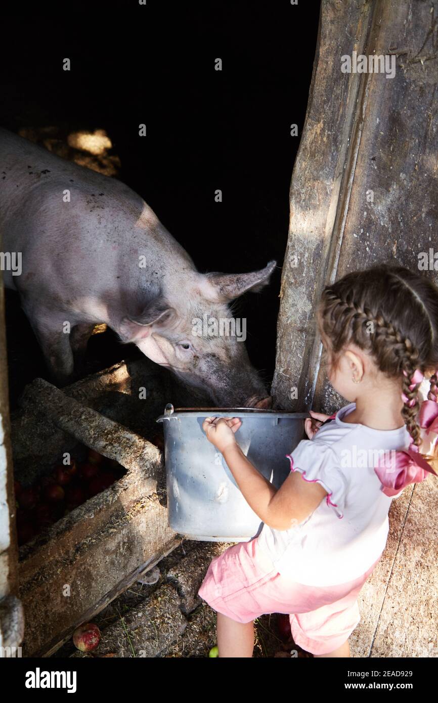 Little girl is feeding a pig Stock Photo - Alamy