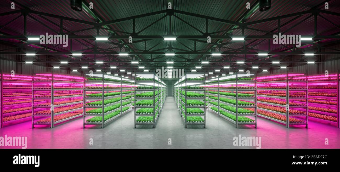 Hydroponic indoor vegetable plant factory in exhibition space warehouse ...