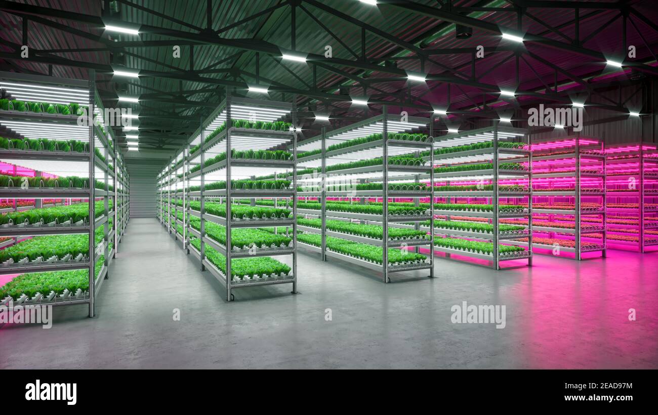 Hydroponic indoor vegetable plant factory in exhibition space warehouse ...