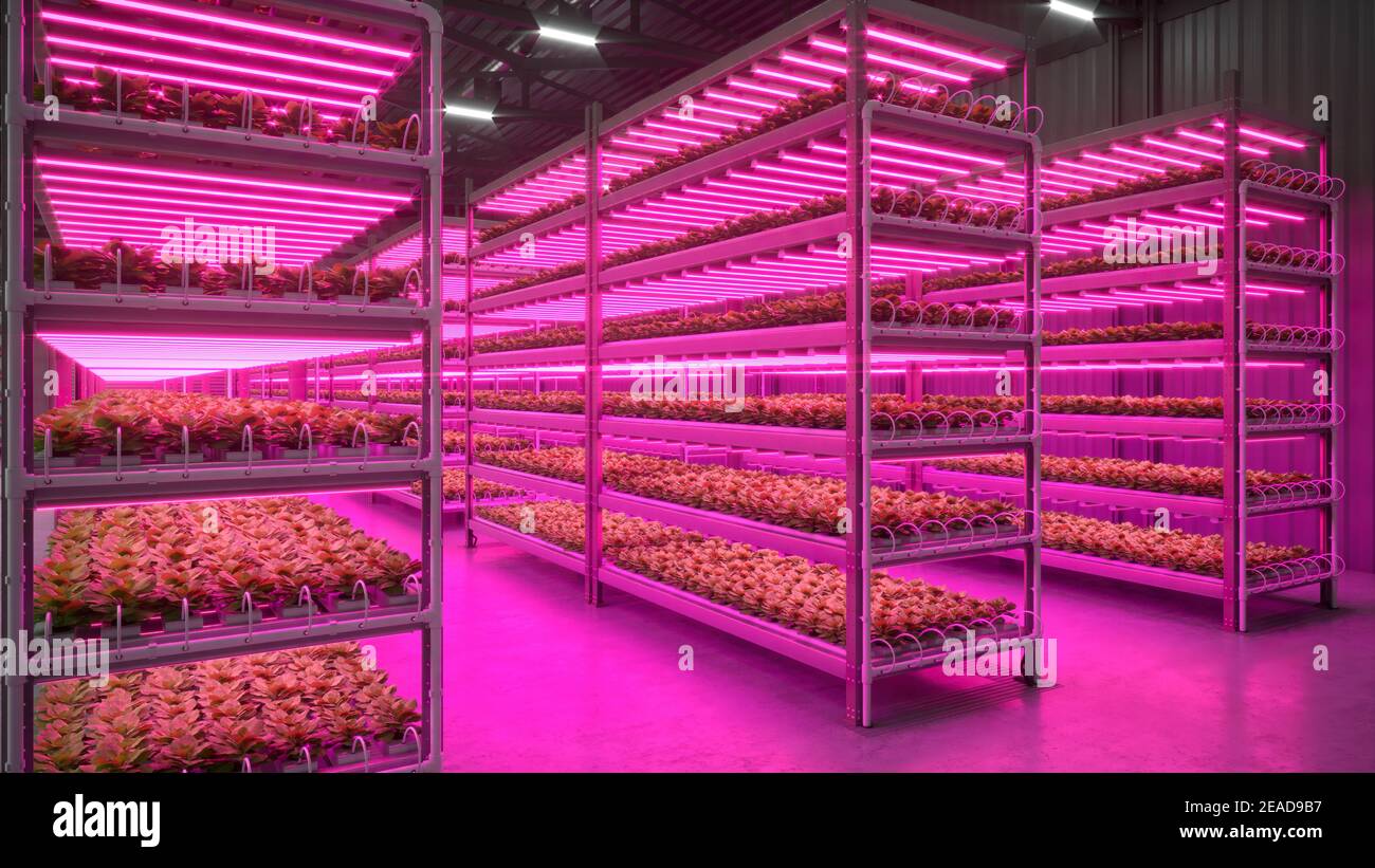 Hydroponic indoor vegetable plant factory in exhibition space warehouse ...