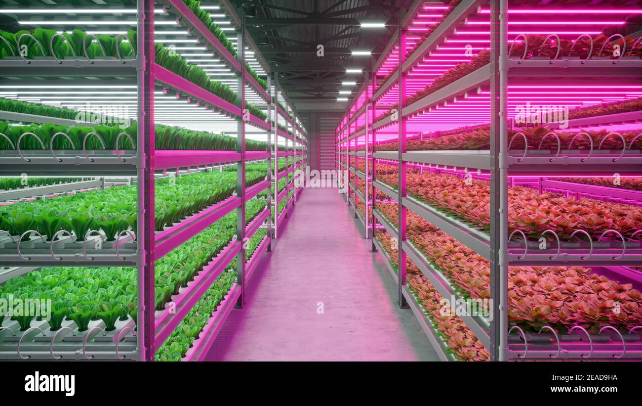 Hydroponic indoor vegetable plant factory in exhibition space warehouse ...