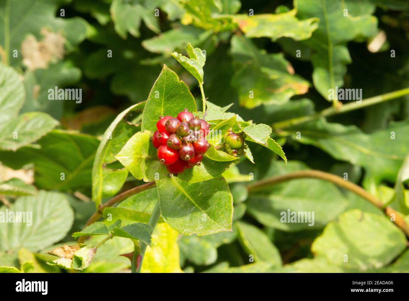 cluster of bright red wild fruit with a dark natural green background ...