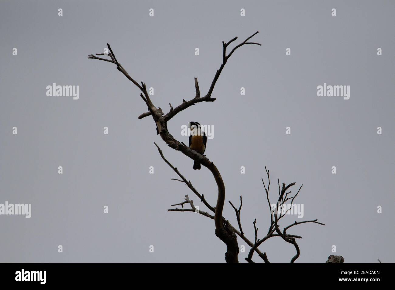 Collared Falconet (Microhierax caerulescens) silhouette of a collared ...