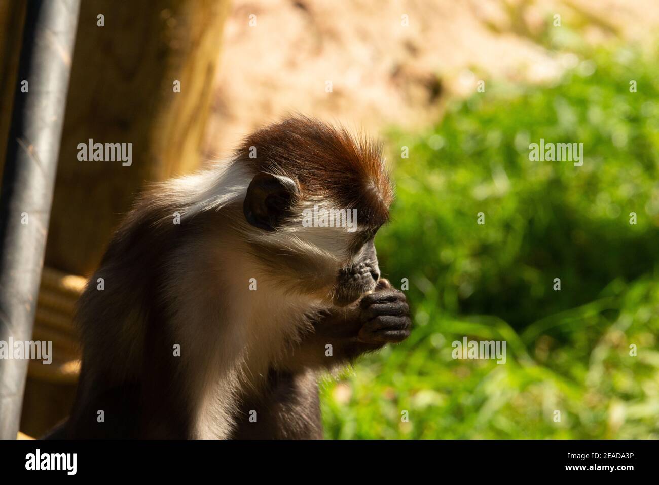 Collared Mangabey (Cercocebus torquatus) a young collared Mangabey ...