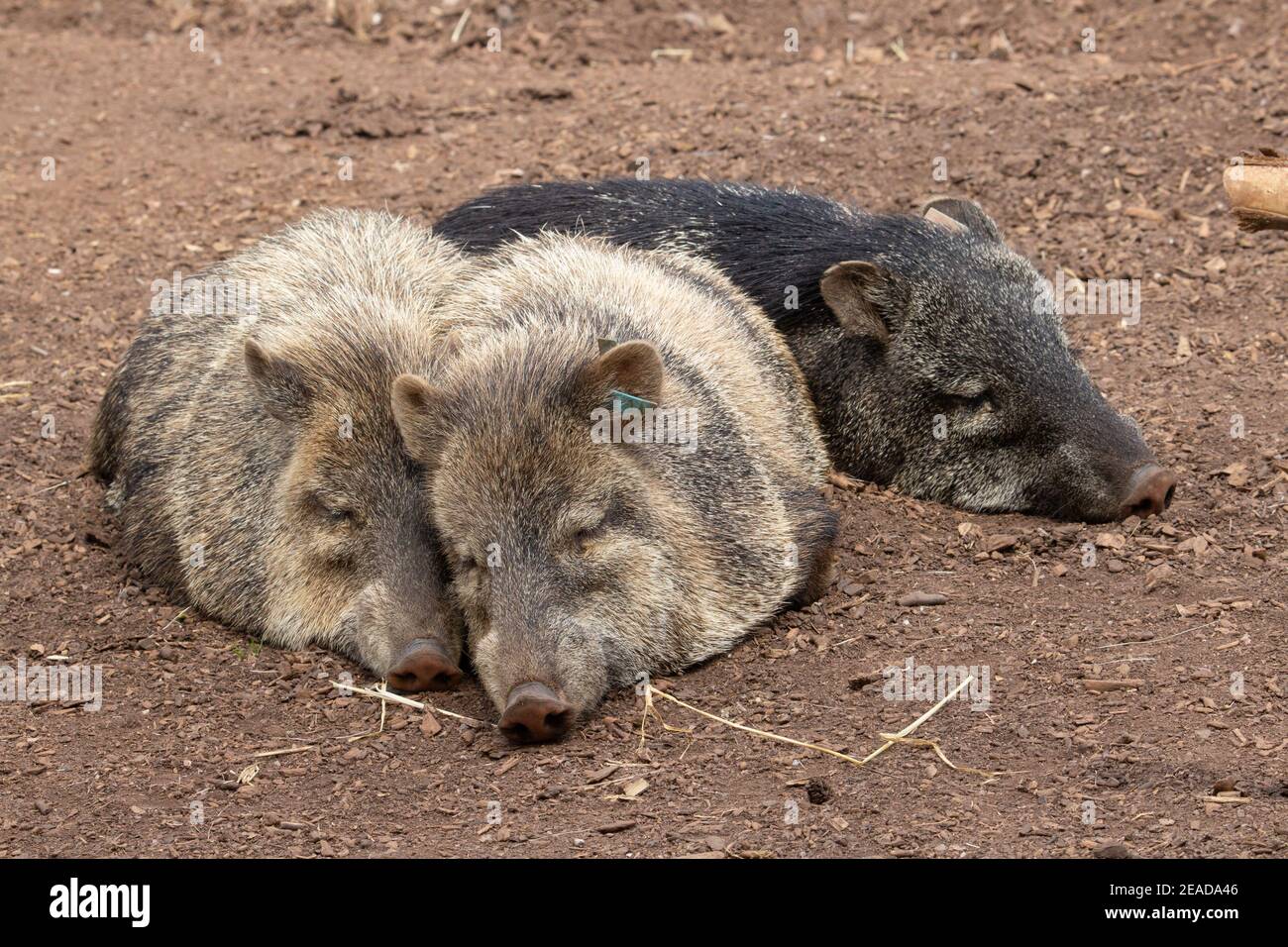 Collared peccary (Pecari tajacu) three sleeping collared peccary wild ...
