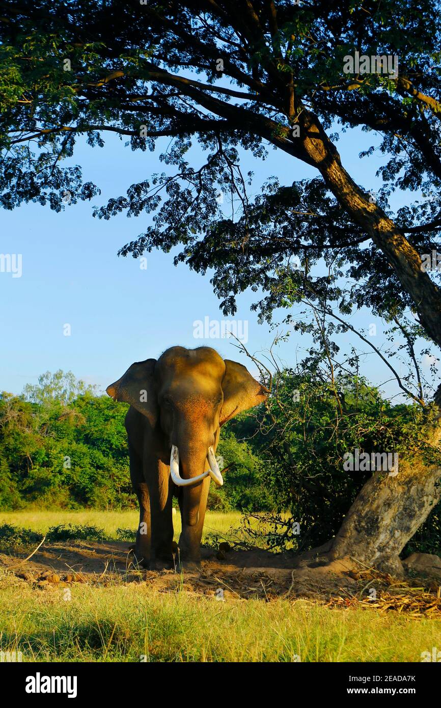 Elephant with tree silhouette hi-res stock photography and images - Alamy