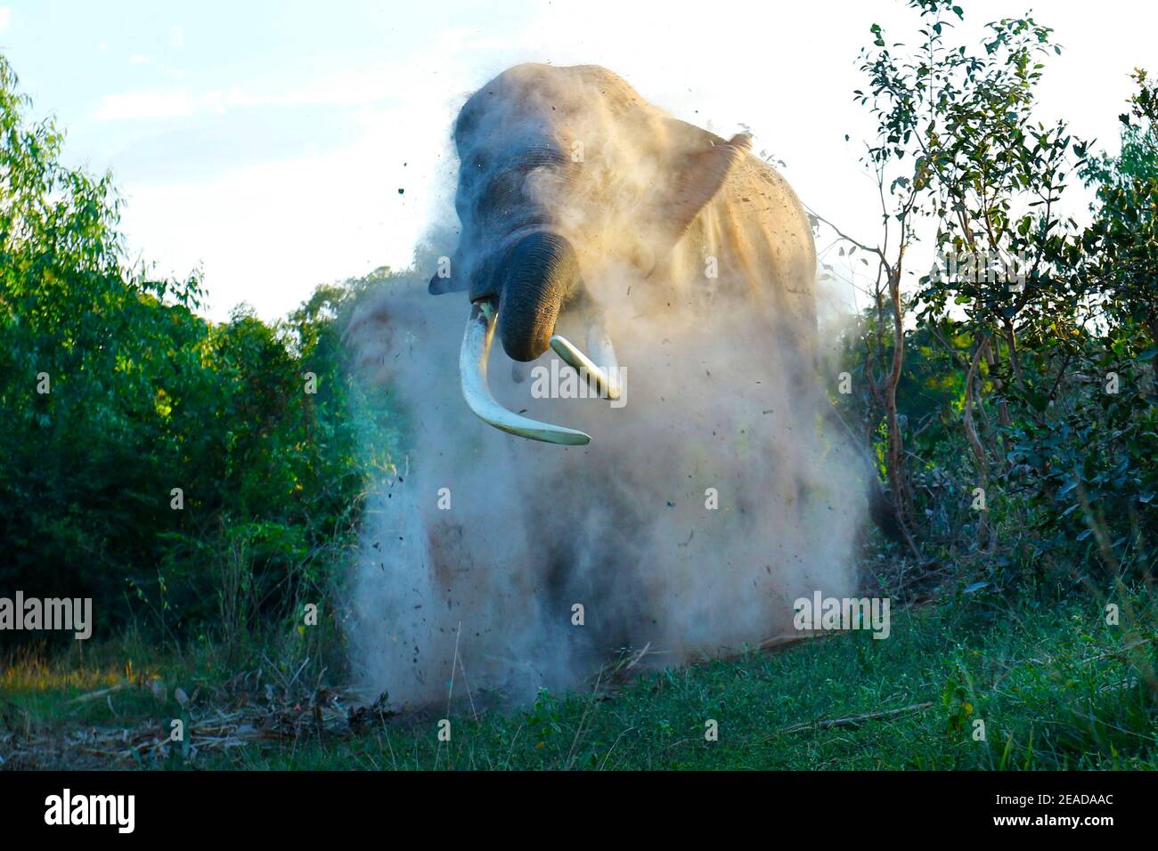 dusty elephant in the savannah Stock Photo - Alamy
