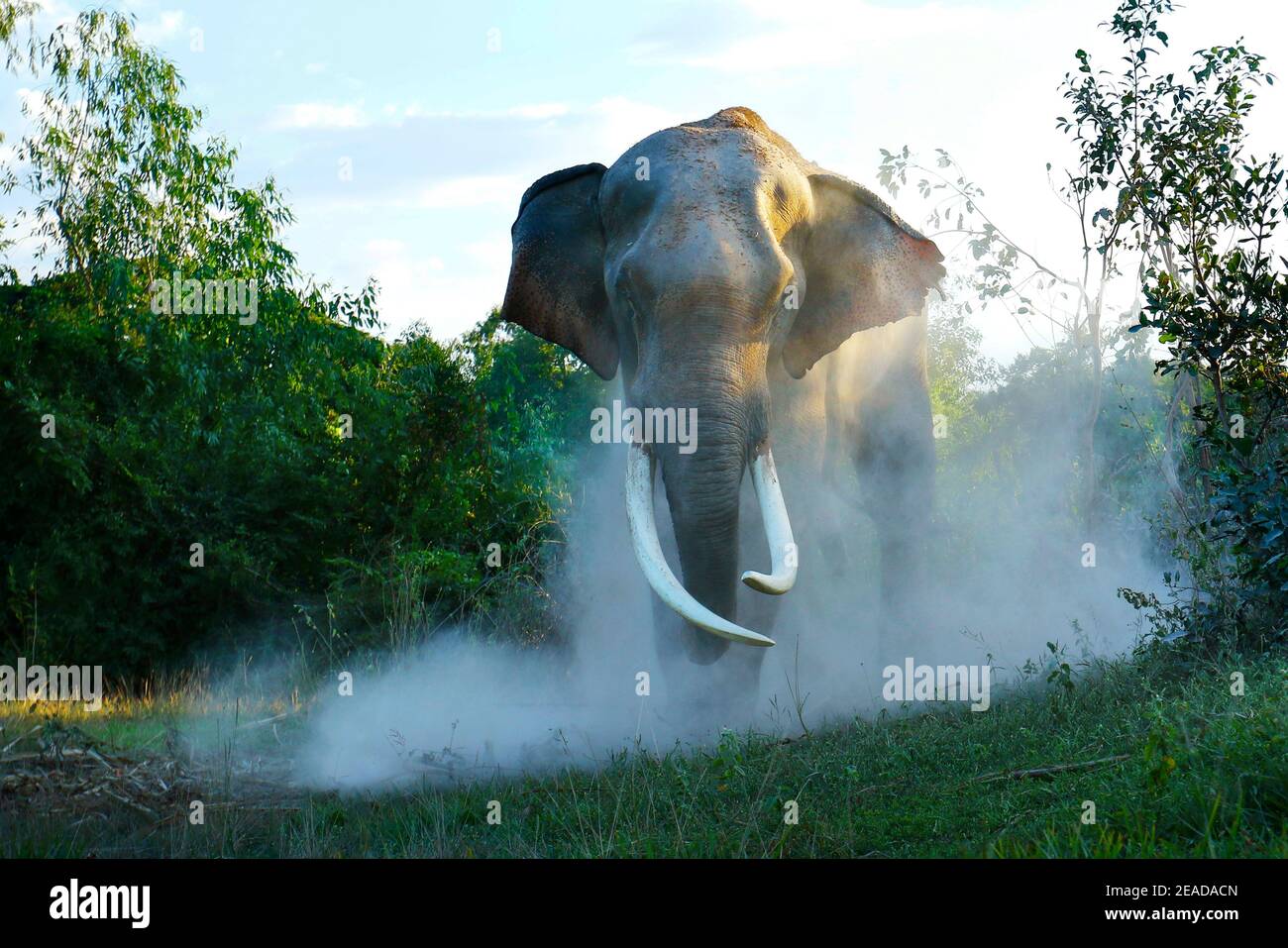 dusty elephant in the savannah Stock Photo - Alamy