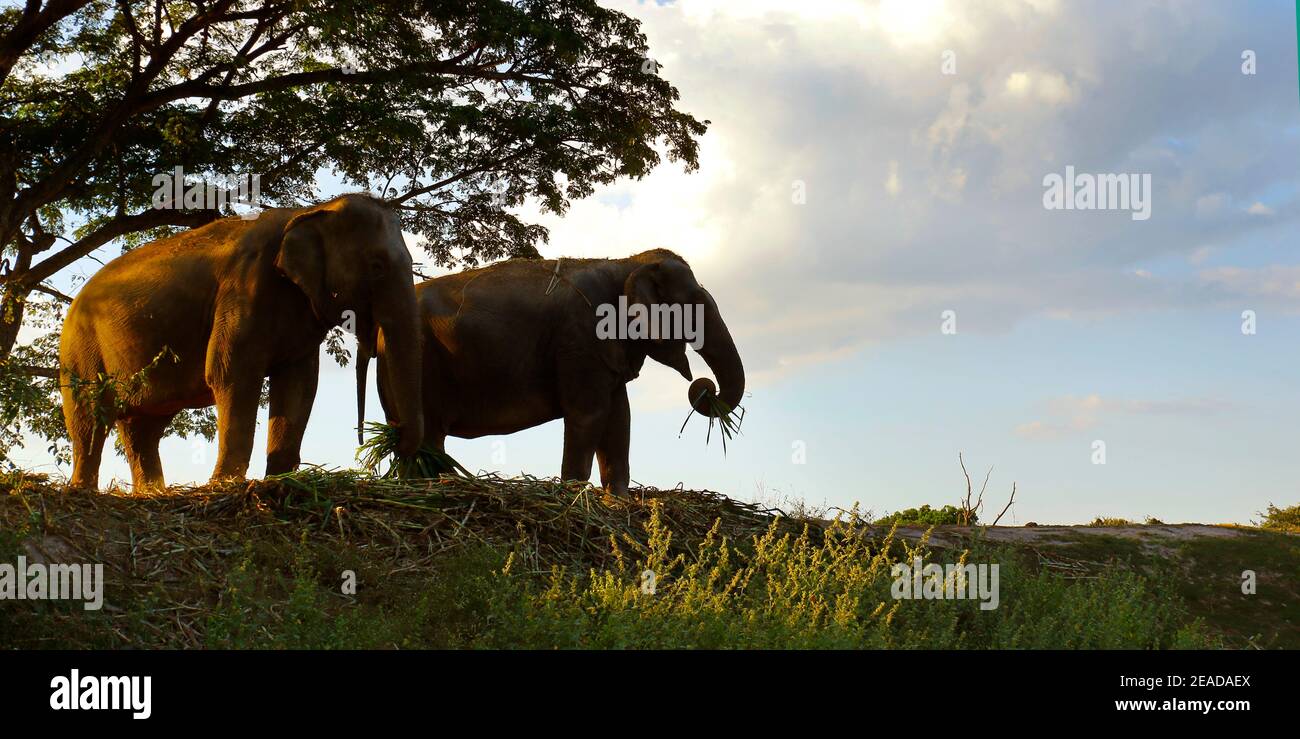 elephant under a tree in the savannah Stock Photo - Alamy