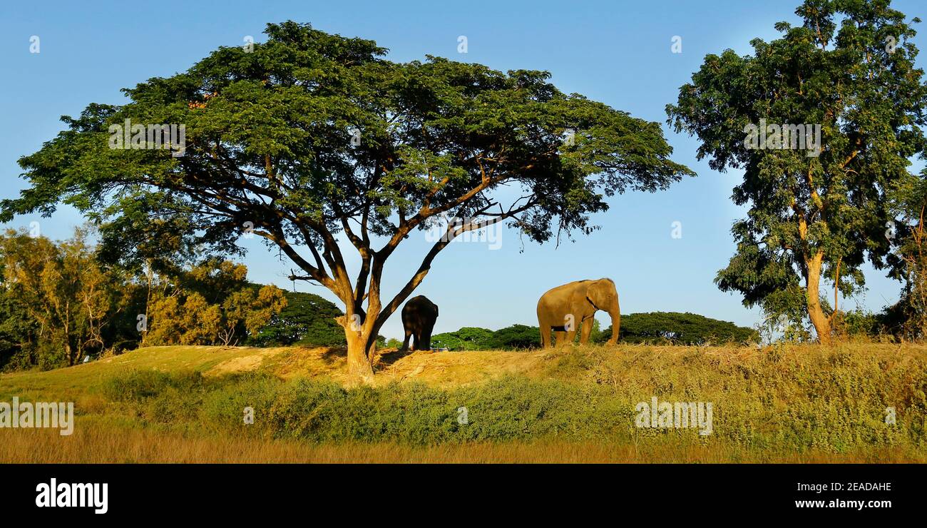 elephant under a tree in the savannah Stock Photo - Alamy