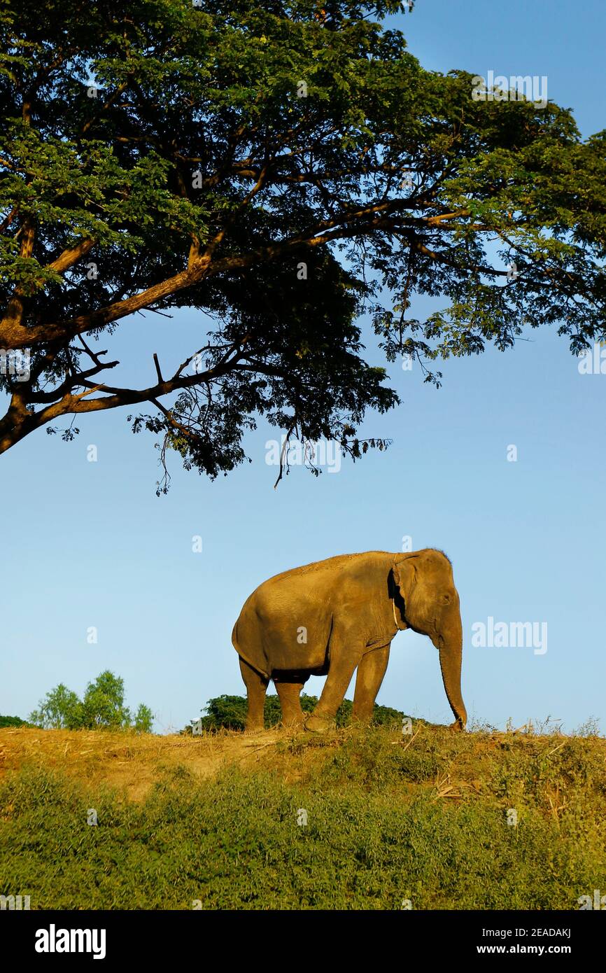elephant under a tree in the savannah Stock Photo - Alamy