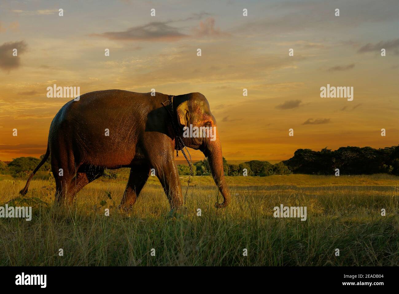 Sunset Elephant High Resolution Stock Photography and Images - Alamy