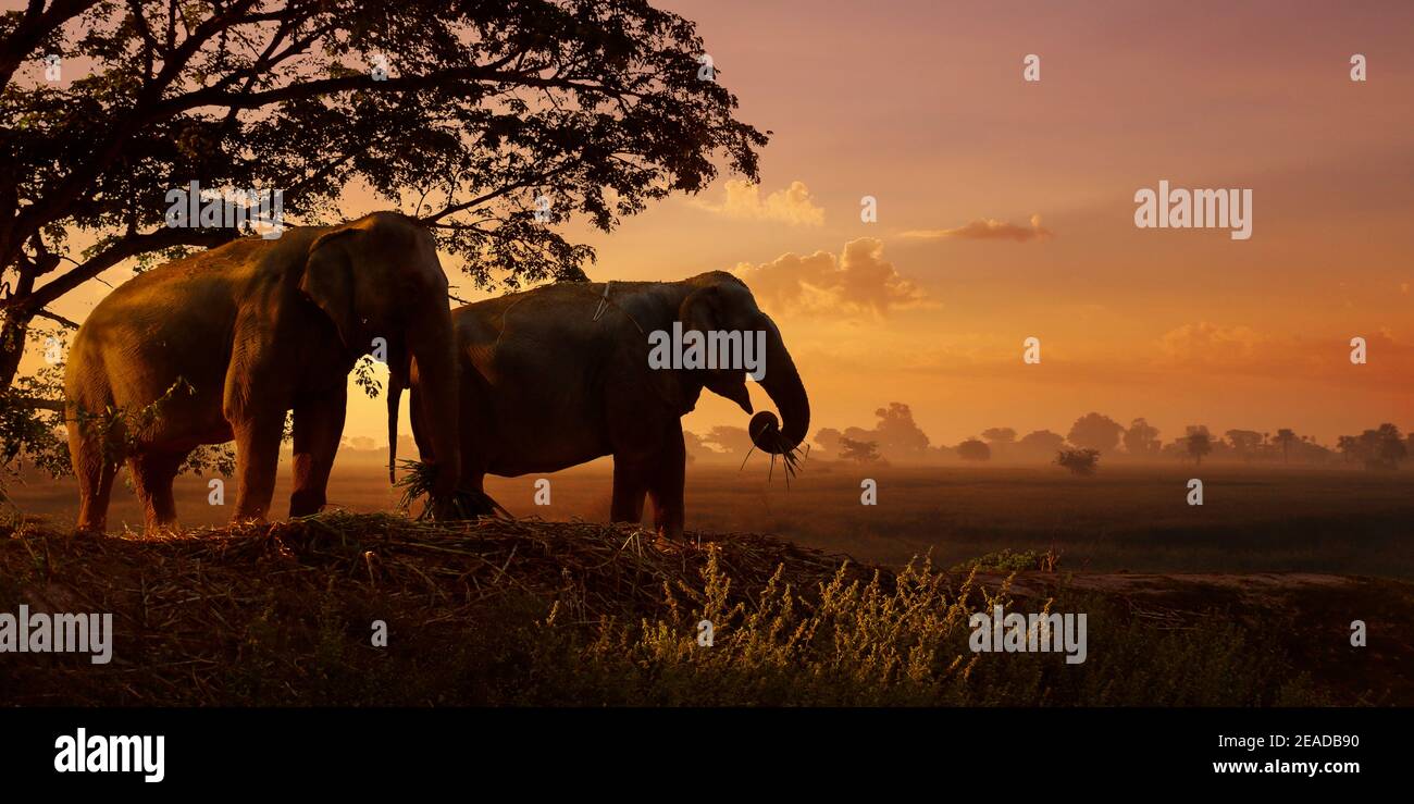 shape of elephant under a tree during sunset Stock Photo - Alamy