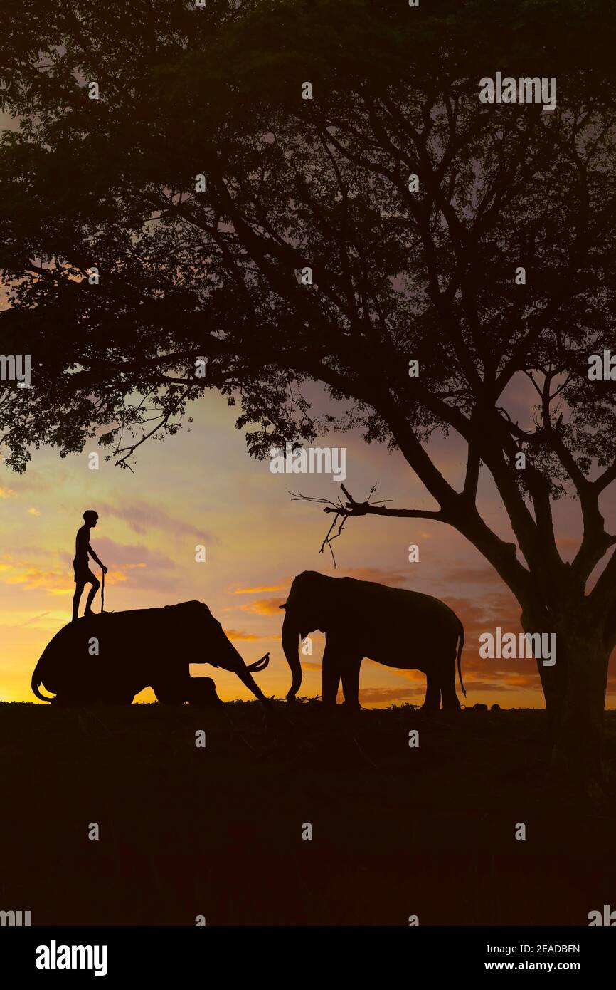 shape of elephant under a tree during sunset Stock Photo - Alamy
