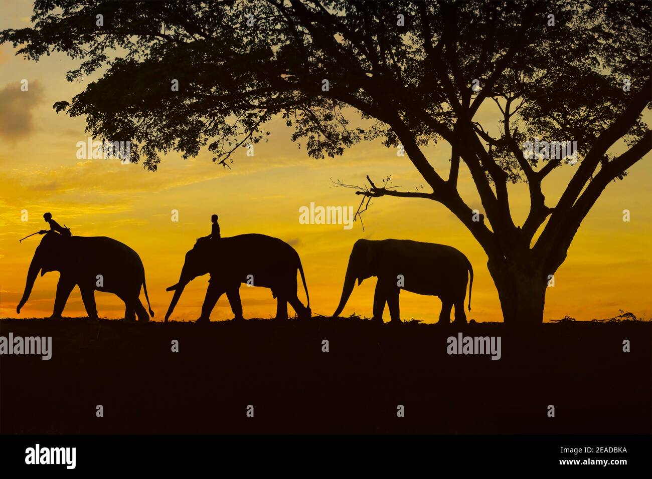shape of elephant under a tree during sunset Stock Photo - Alamy