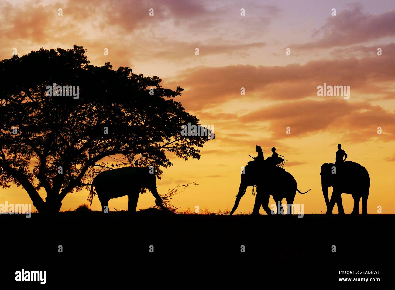 shape of elephant under a tree during sunset Stock Photo - Alamy