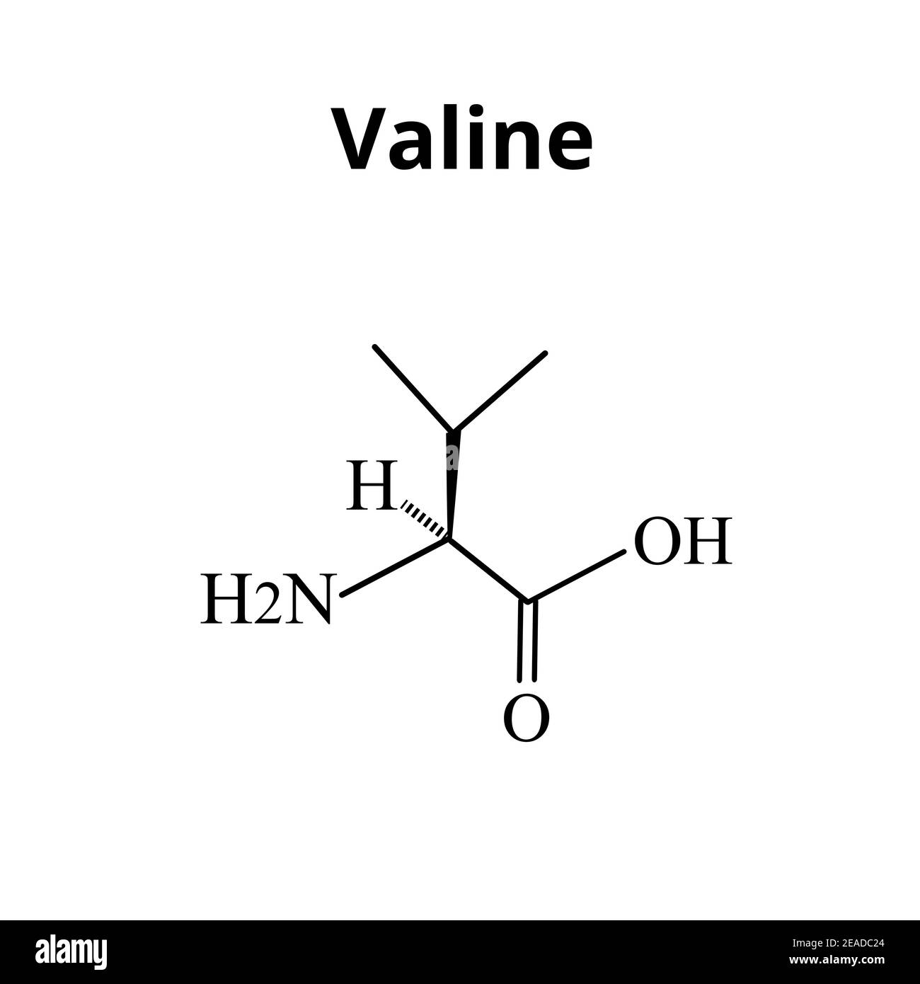 Structure Of Valine