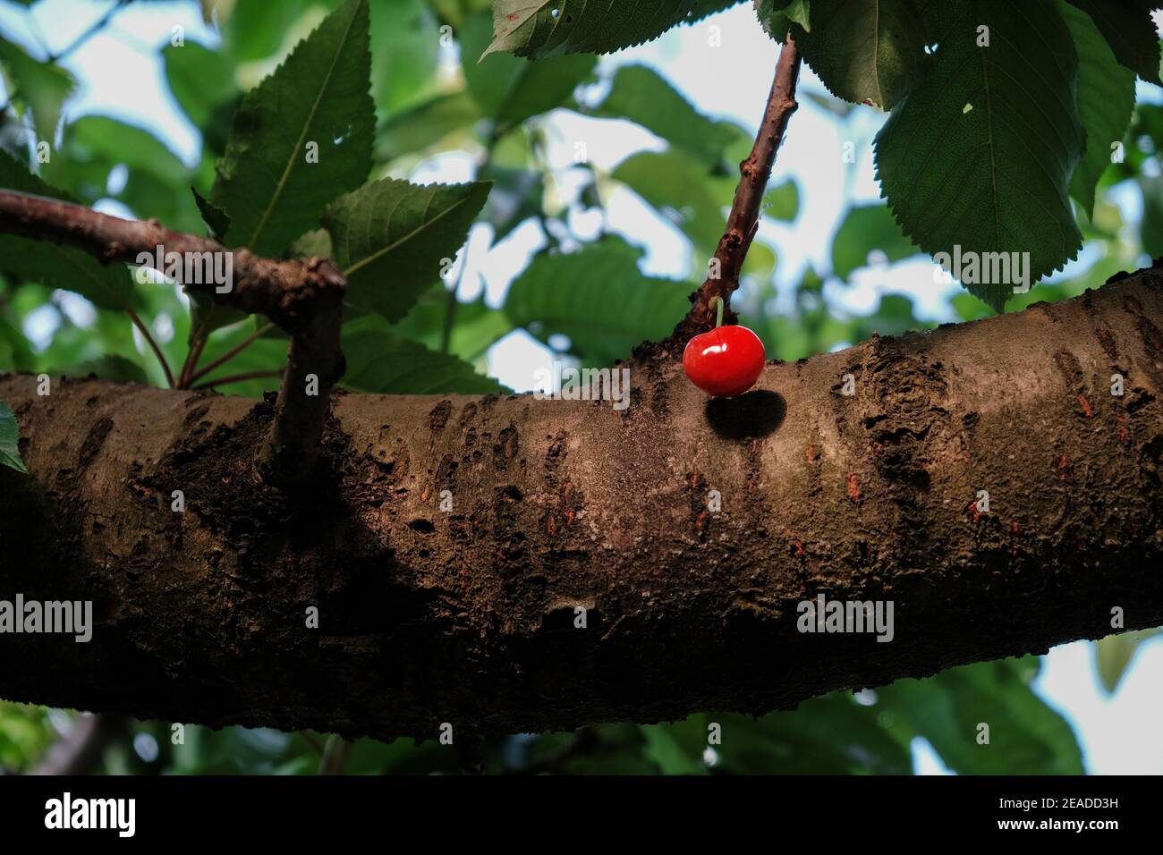 One cherry alone hanging from a thick branch on the cherry tree Stock ...