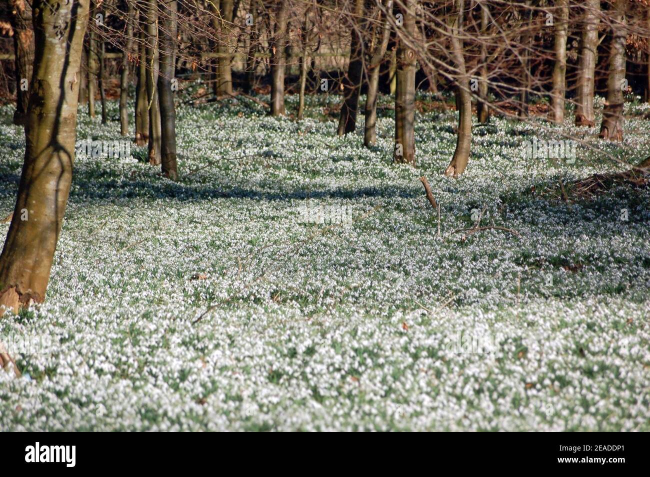 A drift of snowdrops flowering during the spring in the woodland at ...