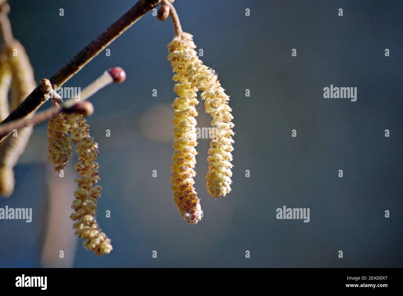 Catkins dangling from a tree in the spring Stock Photo - Alamy