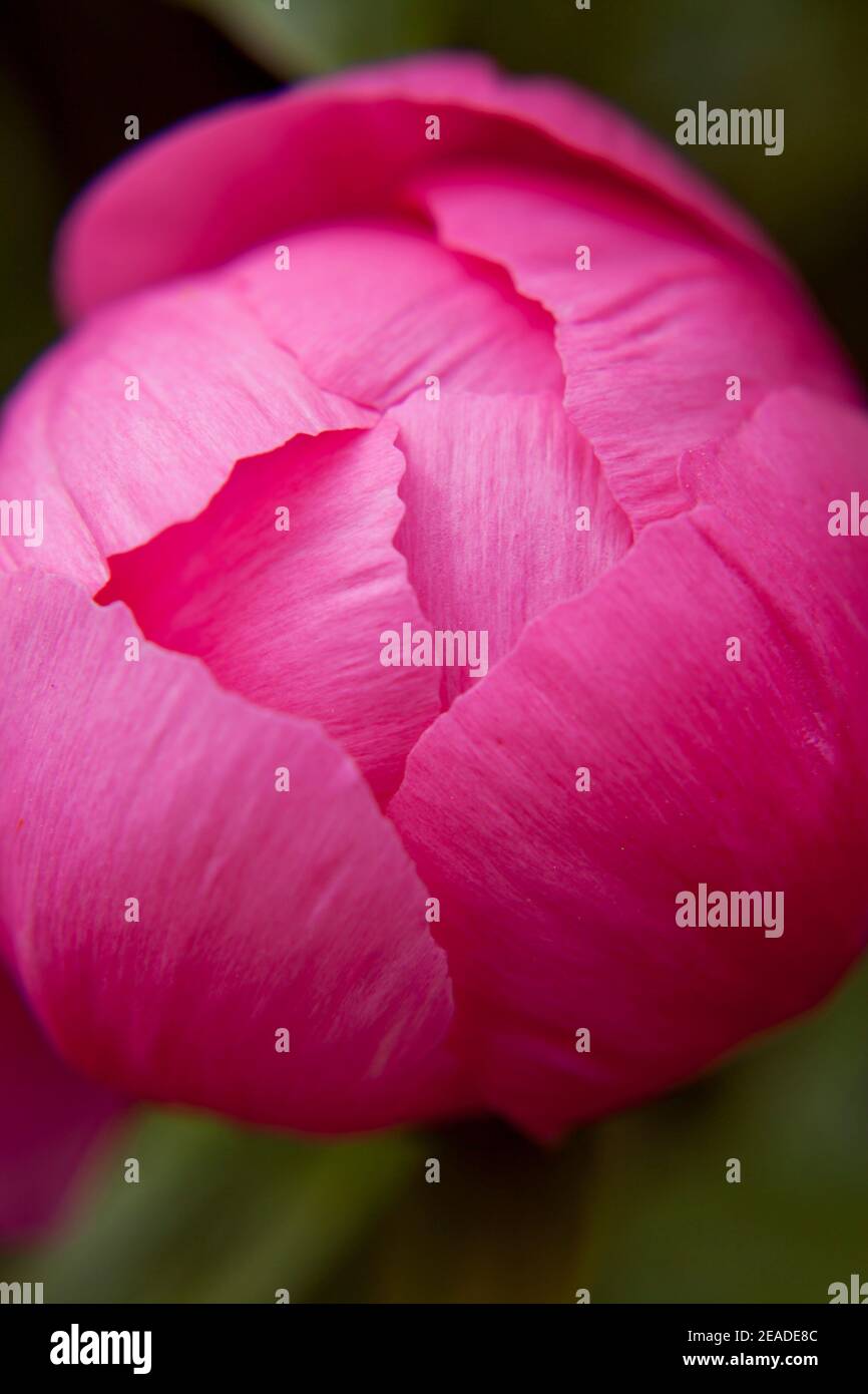 Peony flowers - beautiful deep pink colour blooming flower head Stock ...