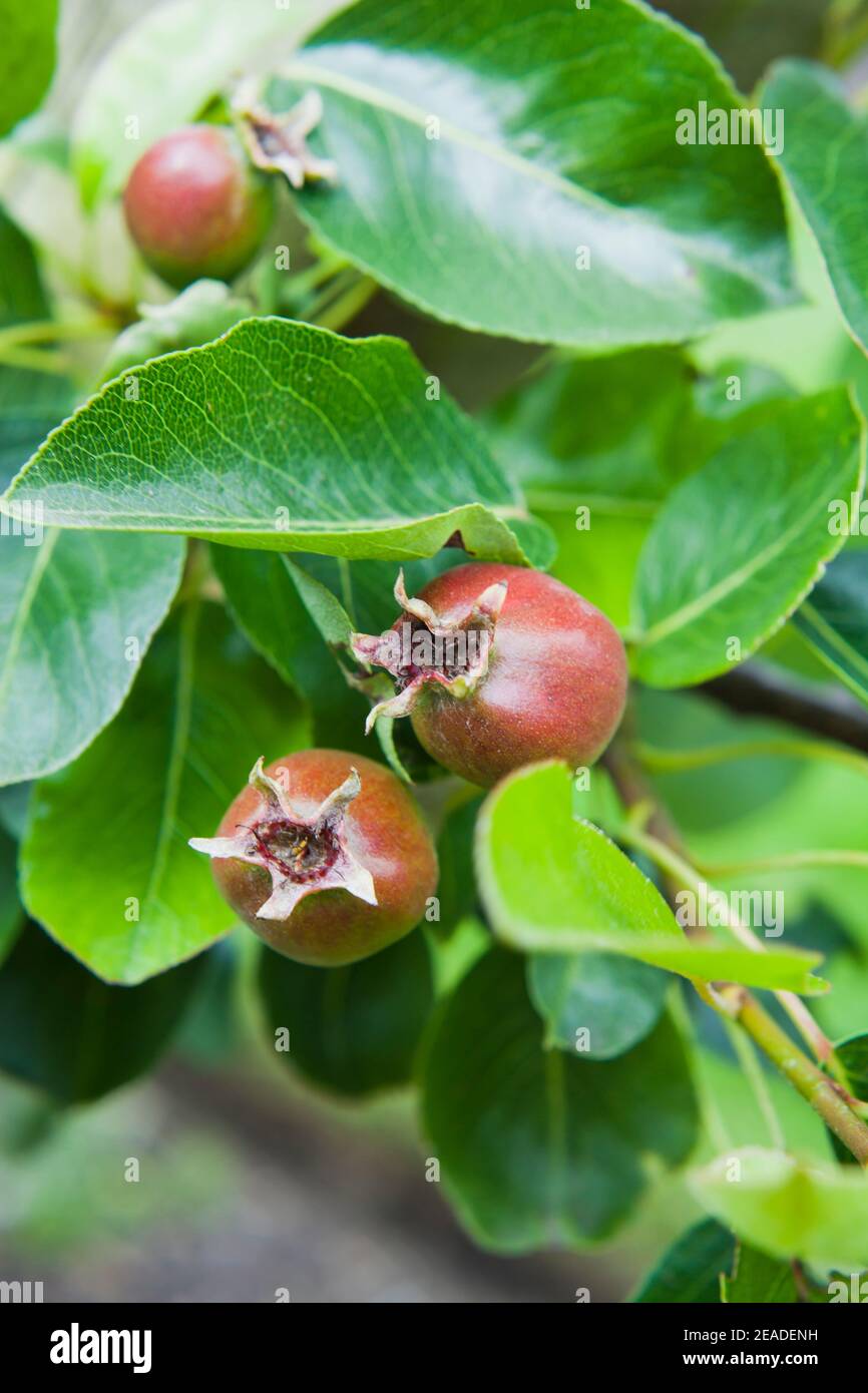 Little Pear fruit on the tree in the orchard. Unripe fruit on the ...