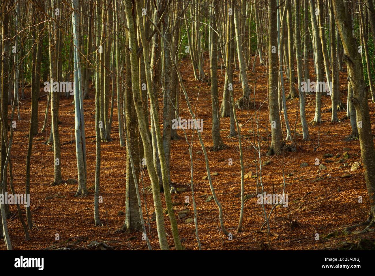 Field with newly planted trees with think trunks in autumn Stock Photo ...