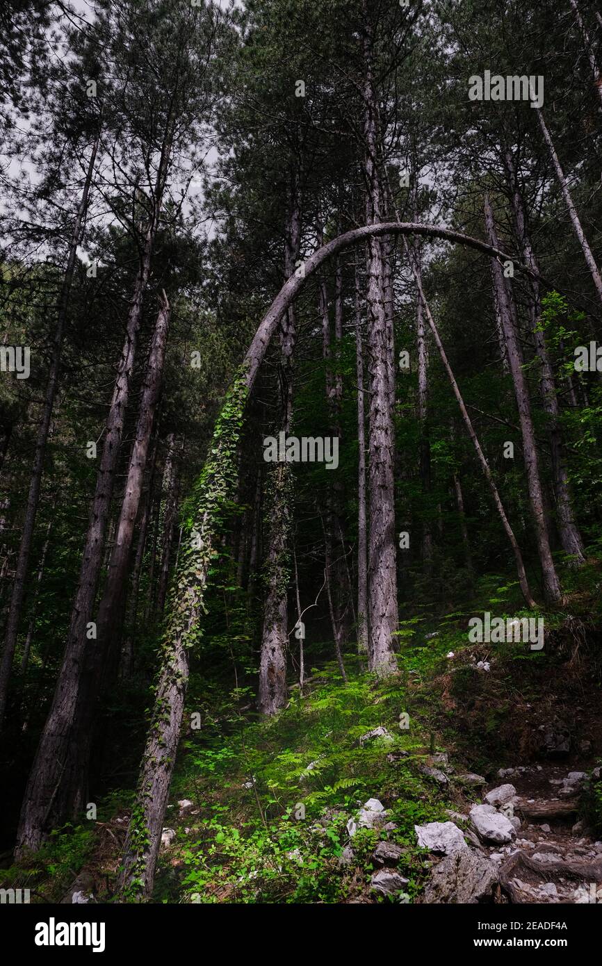 Beautiful pine forest shot and a bend tree covered in ivy and ...