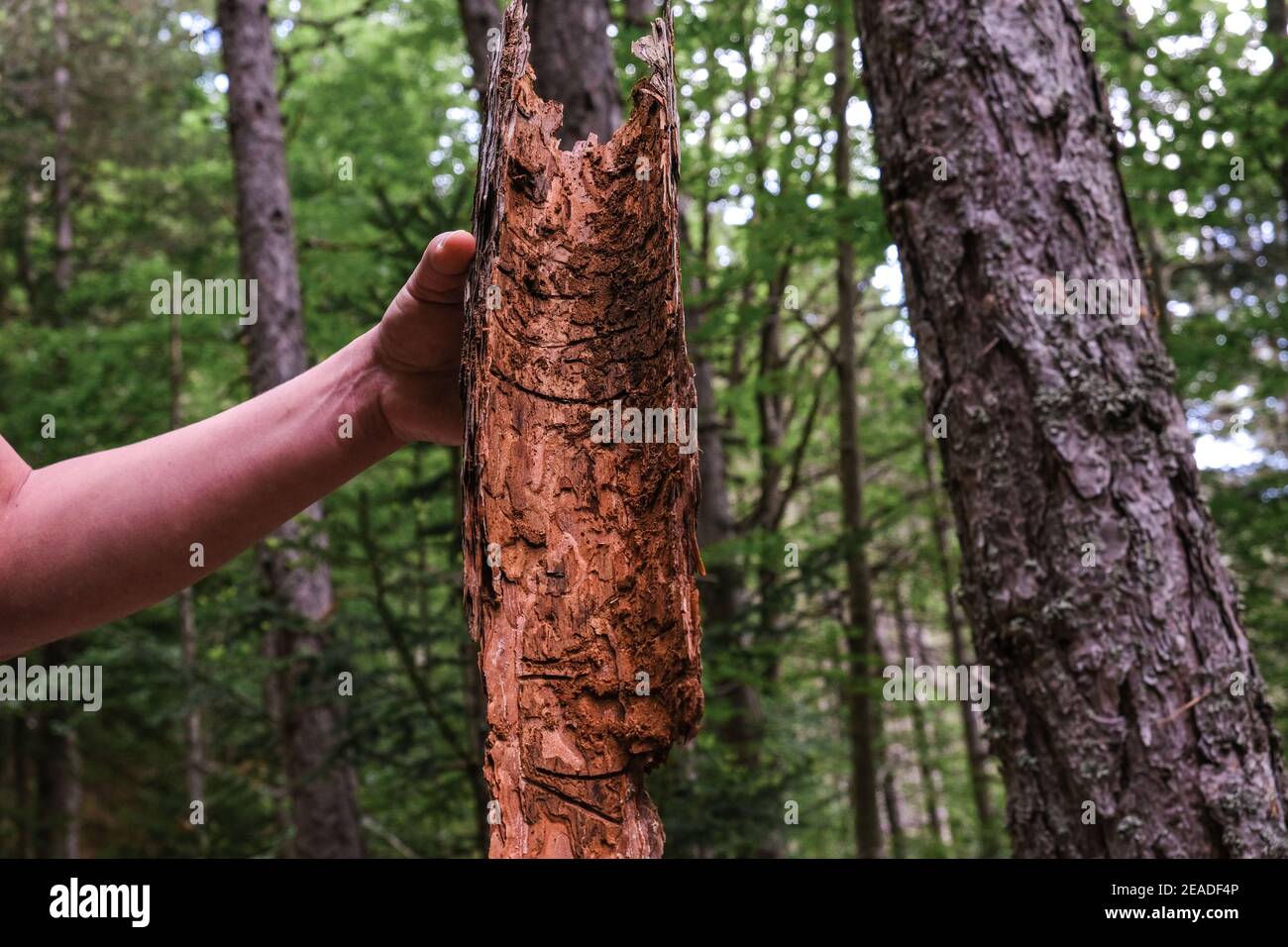 Inside of a large piece of beech tree bark in the forest in natural ...