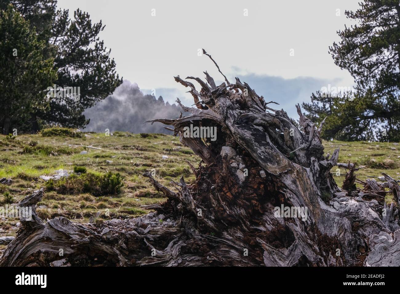 Dead Redwood Tree High Resolution Stock Photography and Images - Alamy