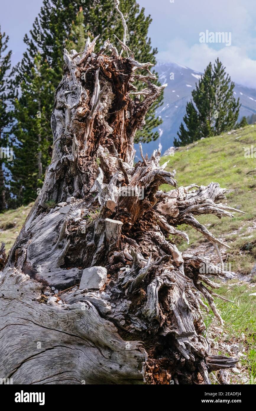 Beautiful dead fallen tree with the roots cut out on a mountain ...