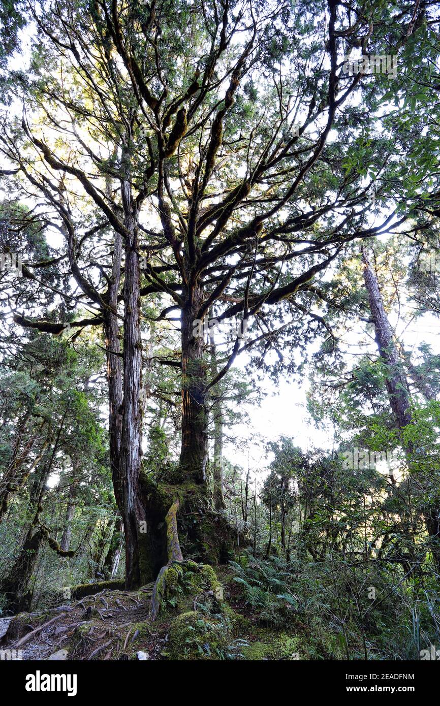 Taipingshan National Forest Recreation Area in Yilan, Taiwan Stock ...