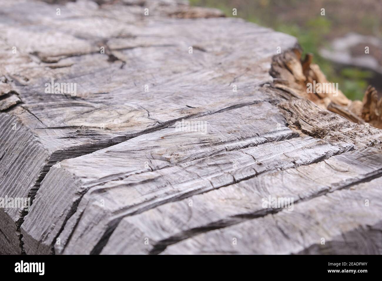 Large log of old wood in the forest with cut marks and textures, close ...