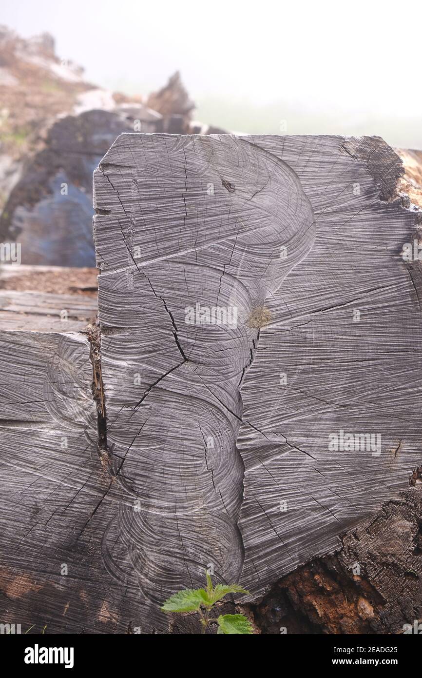 Old log laying down in the forest with distinct marks and textures on ...